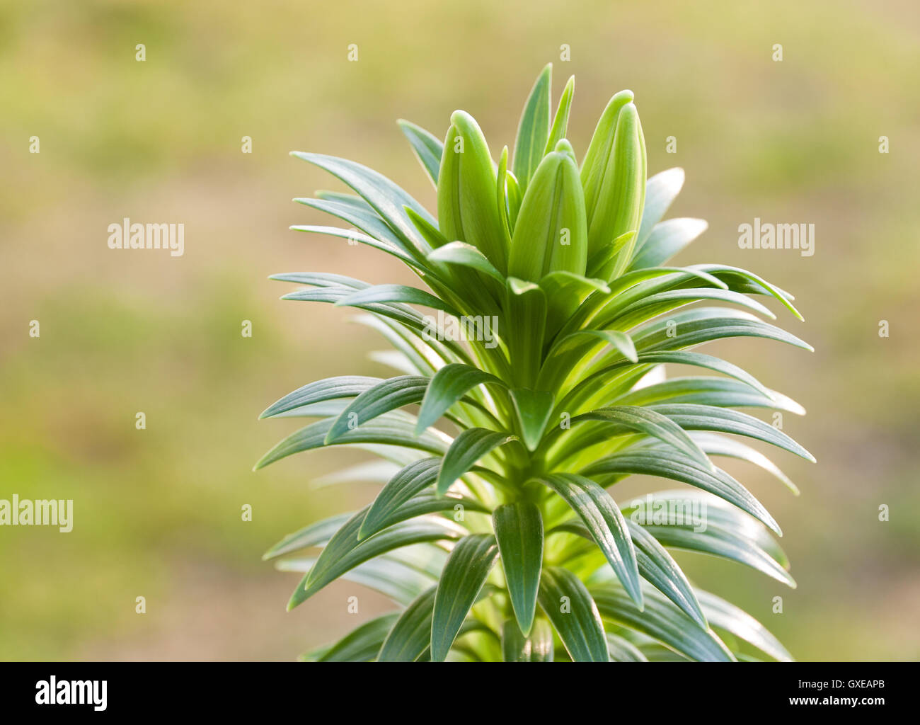 Botanic gardening nature image: young spring sprout of white lily ...