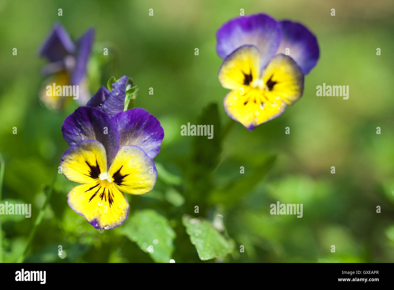 Botanic gardening plant nature image: pansy (viola tricolor, Viola ...