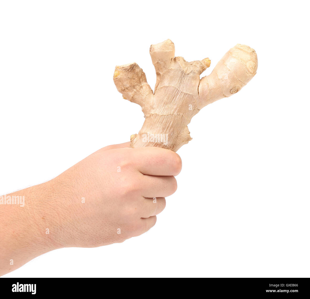 Hand holding ginger root Stock Photo - Alamy