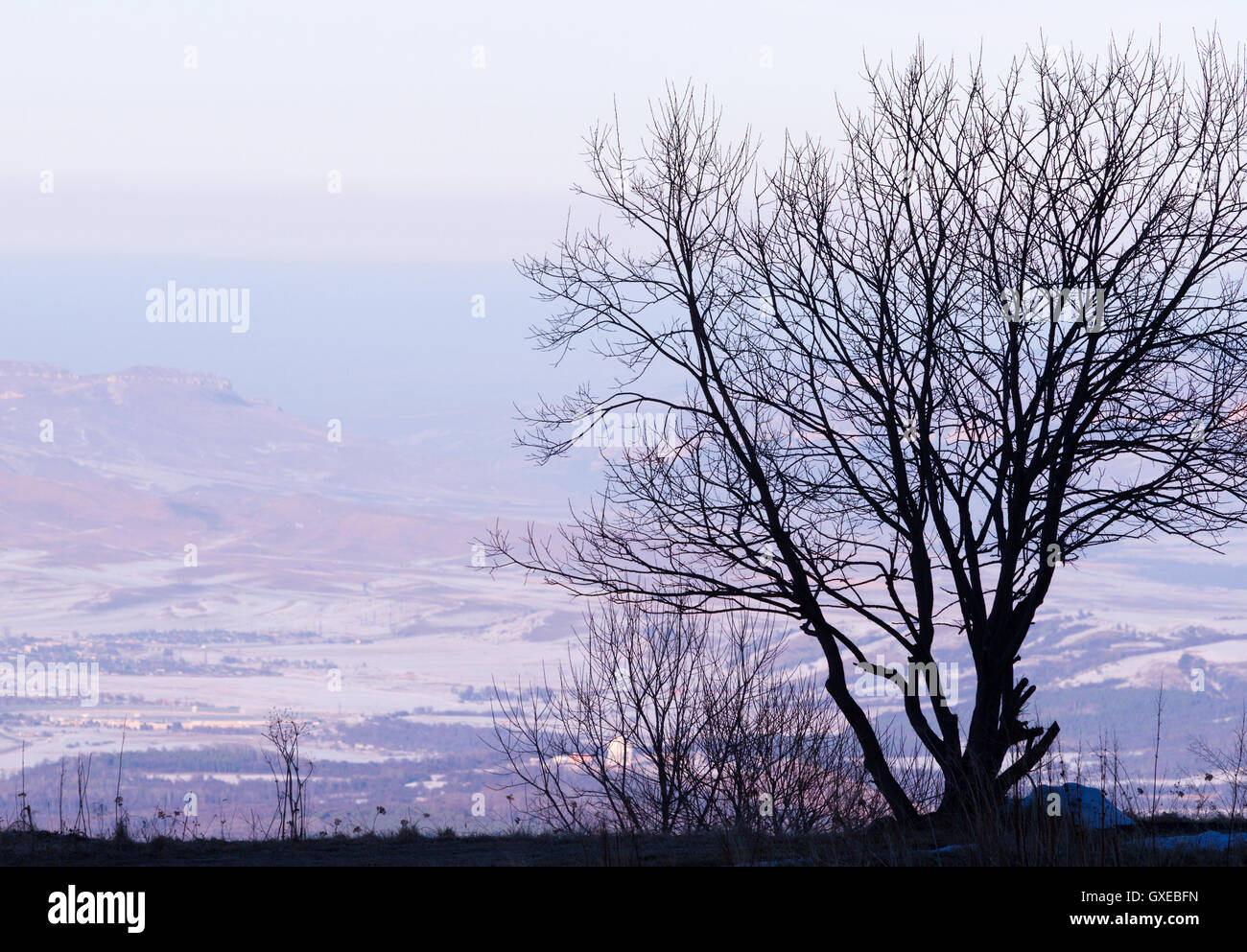 Winter Tree Silhouette Snow
