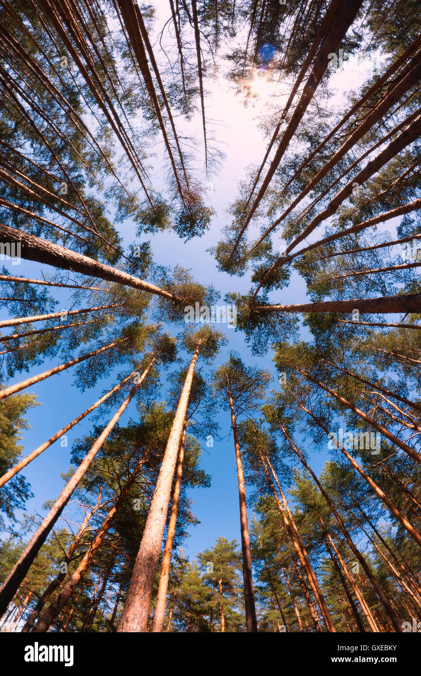 Perspective of pine trees (trunks) shot with fish-eye lens with sun and ...