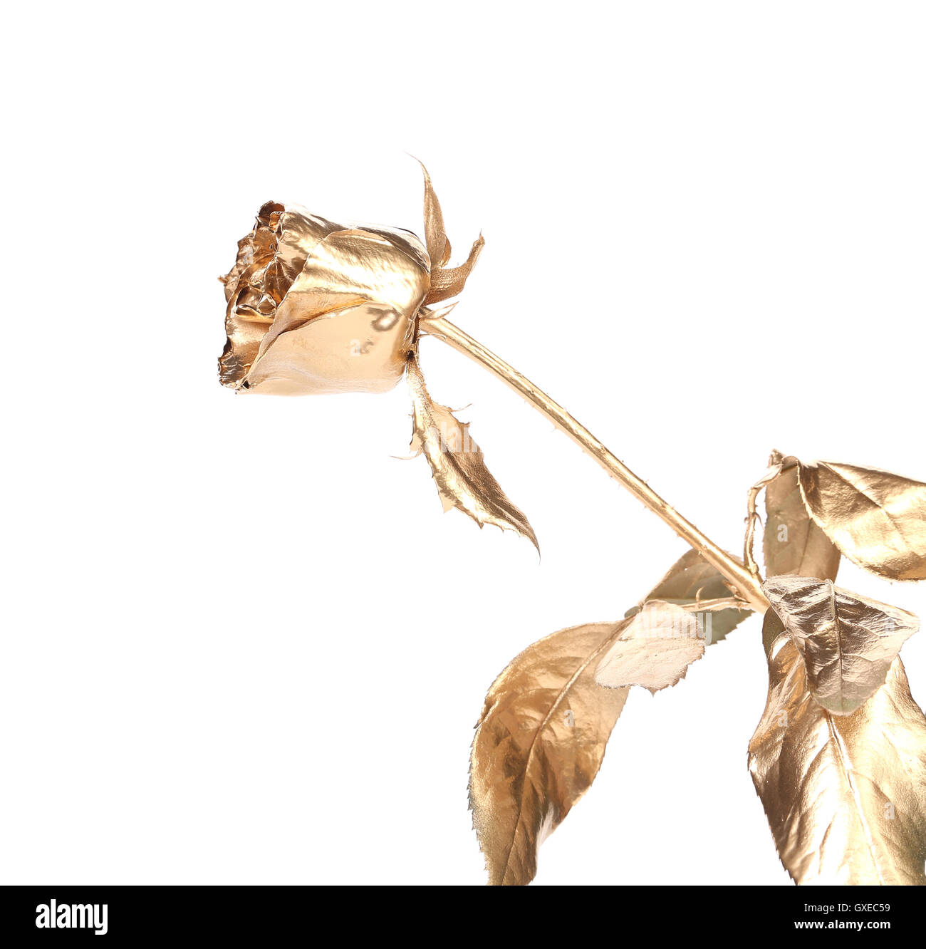 The photo of beautiful iron rose Stock Photo - Alamy