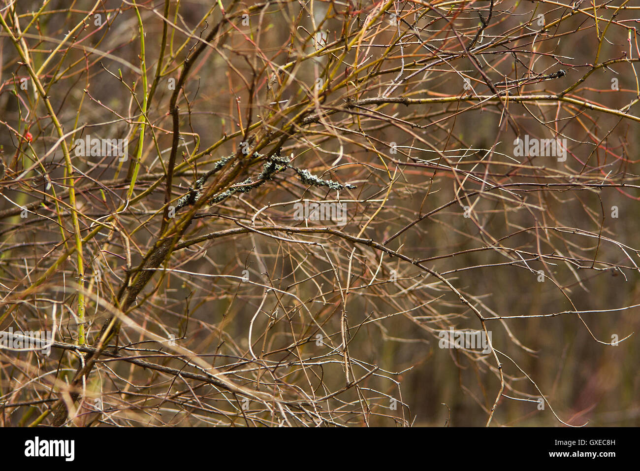 Natural anstract Spring background with bush branches and young buds on ...