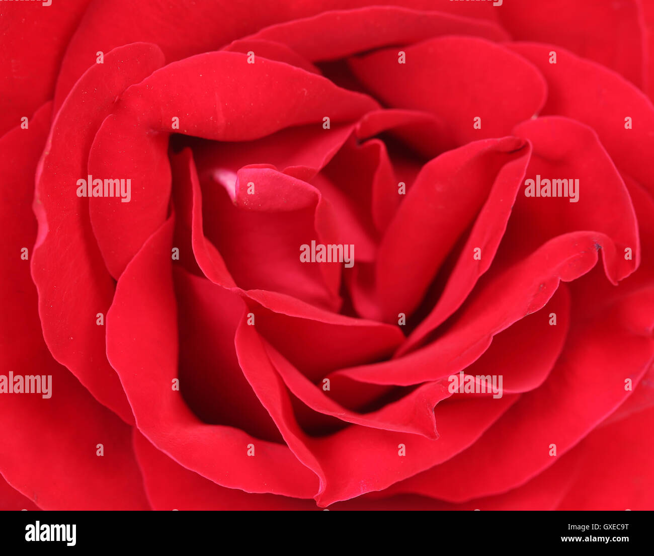 Close up of red rose petal Stock Photo - Alamy