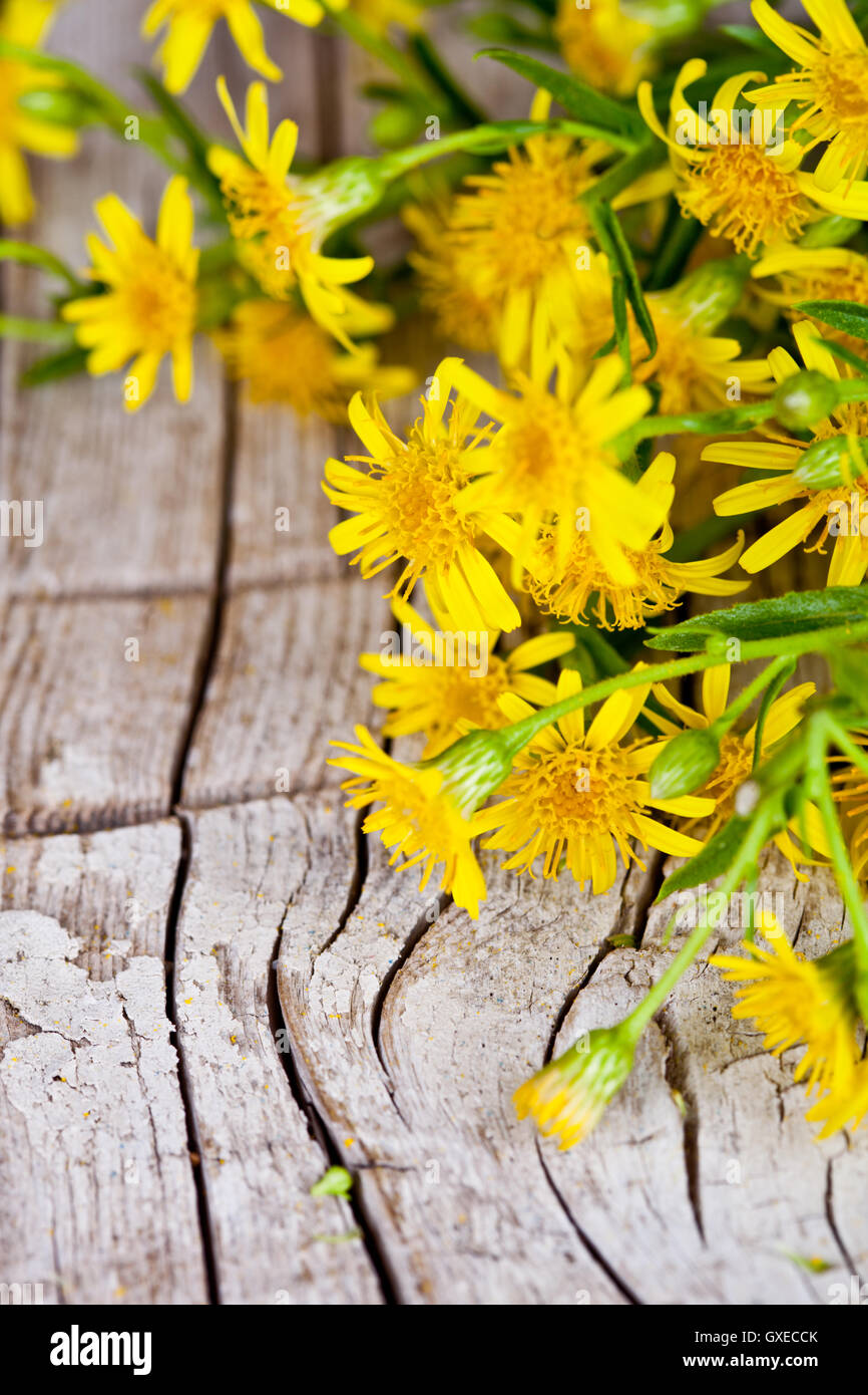 wild yellow flowers Stock Photo - Alamy