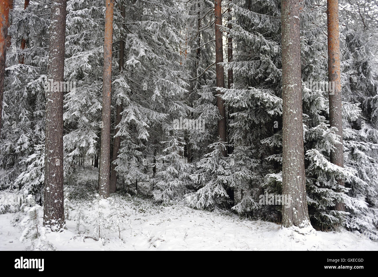 Landscape view. Trees in taiga forest covered by hoar-frost Stock Photo ...