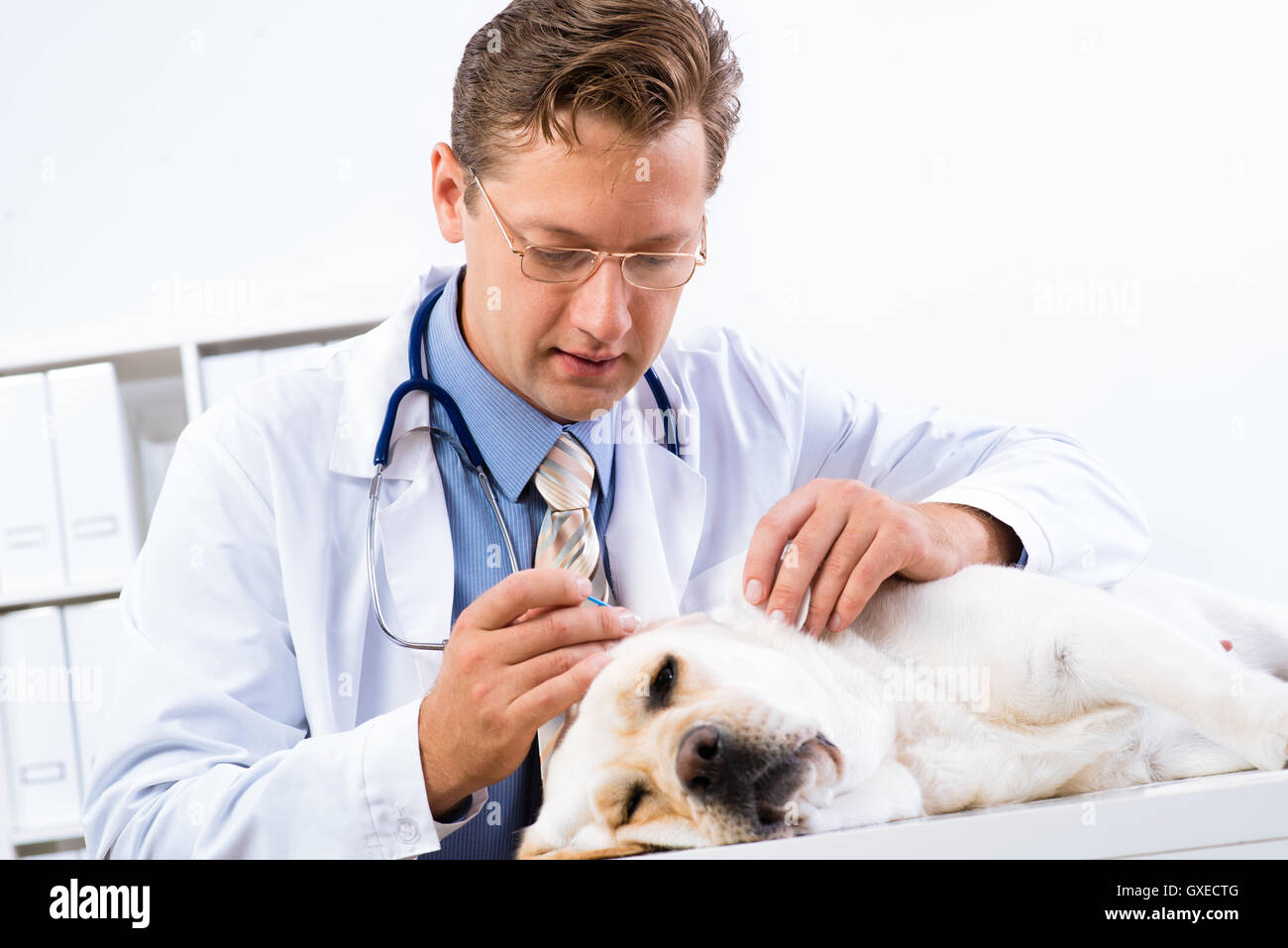 vet checks the health of a dog Stock Photo - Alamy
