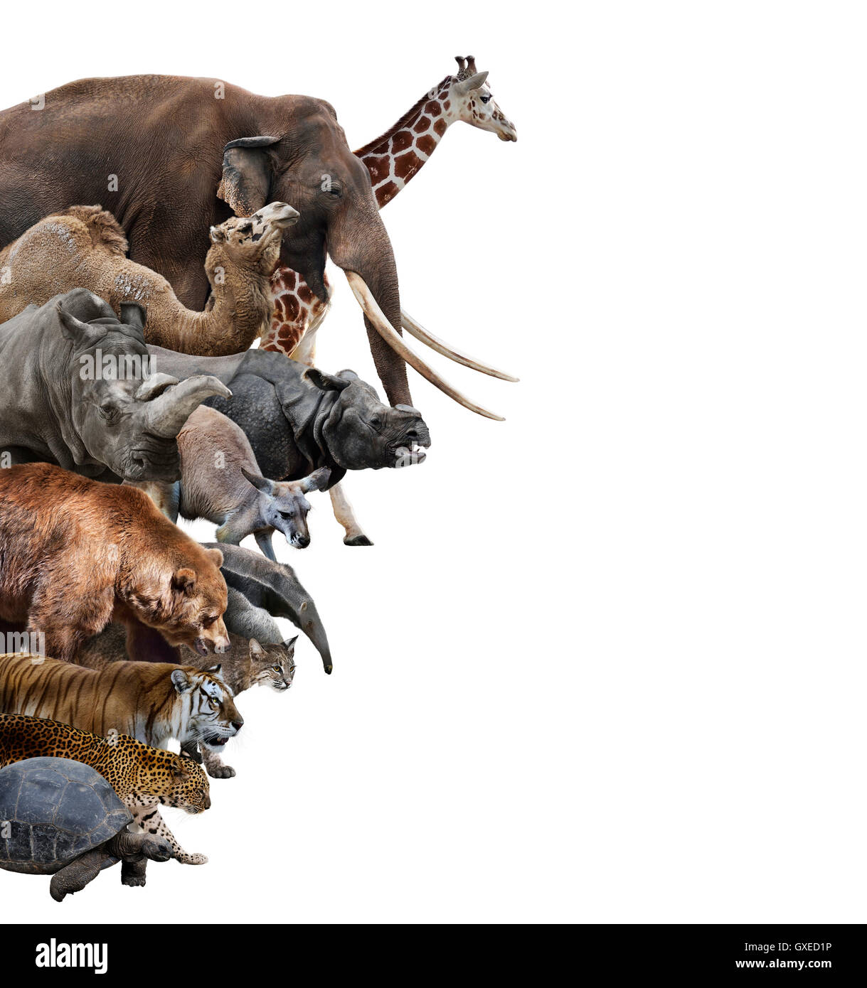 Animals collage hi-res stock photography and images - Alamy