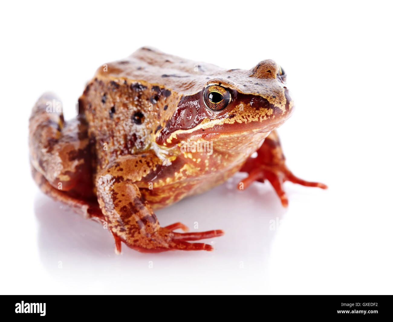 Spotted frog Cut Out Stock Images & Pictures - Alamy