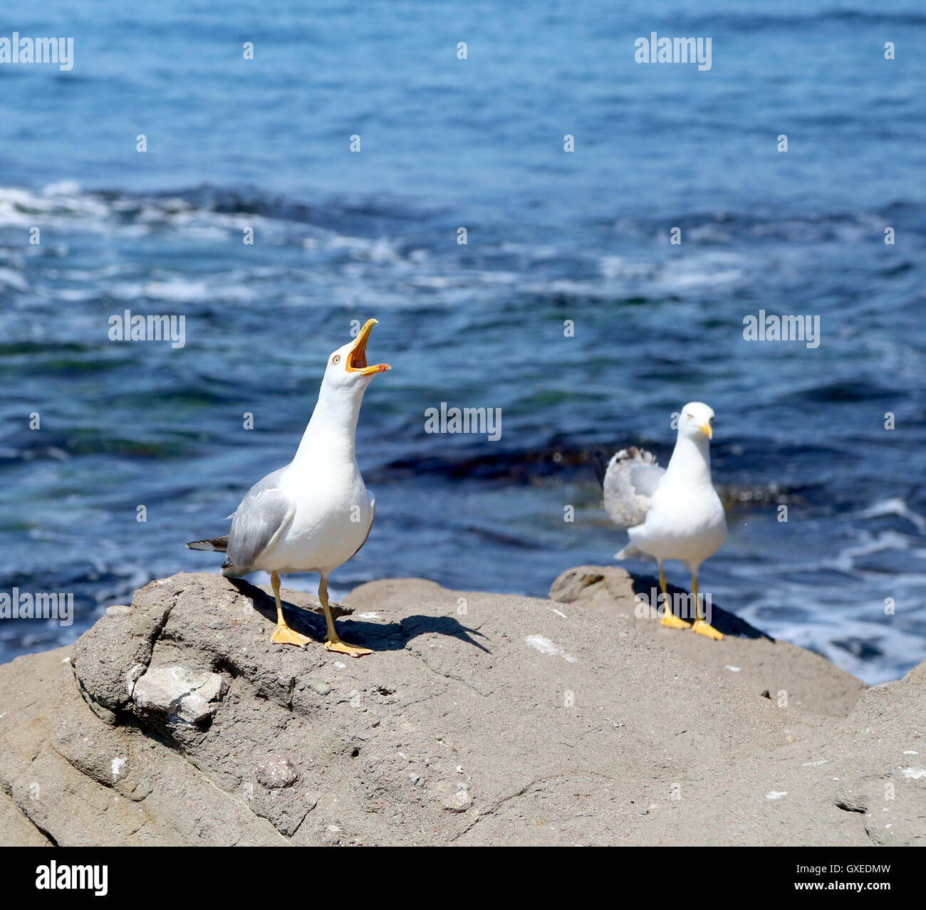 Two seagull on the rocks hi-res stock photography and images - Alamy