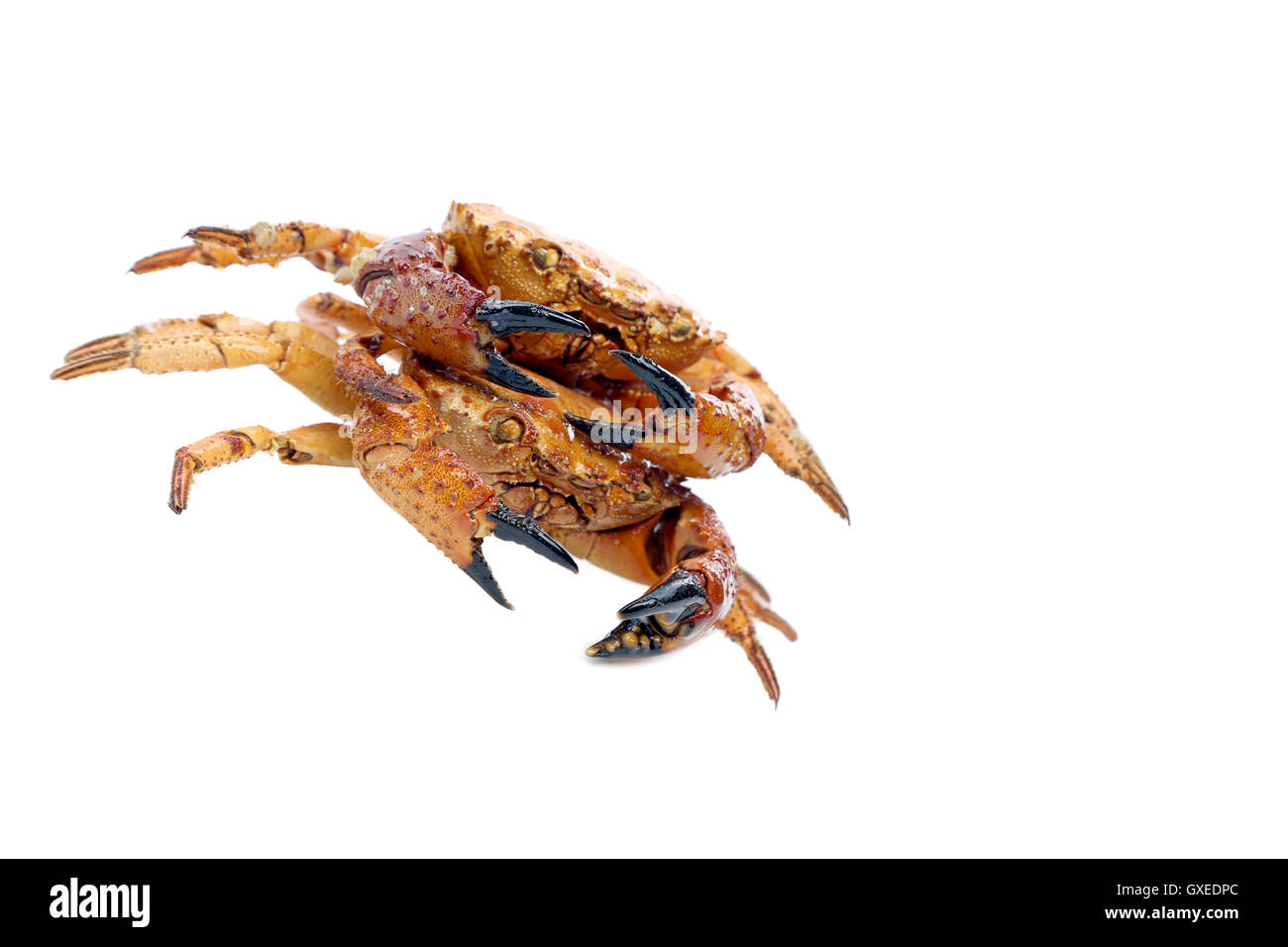 Spiked crab hi-res stock photography and images - Alamy
