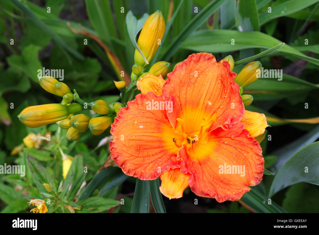Orange Gladiola Flower and Buds Stock Photo - Alamy