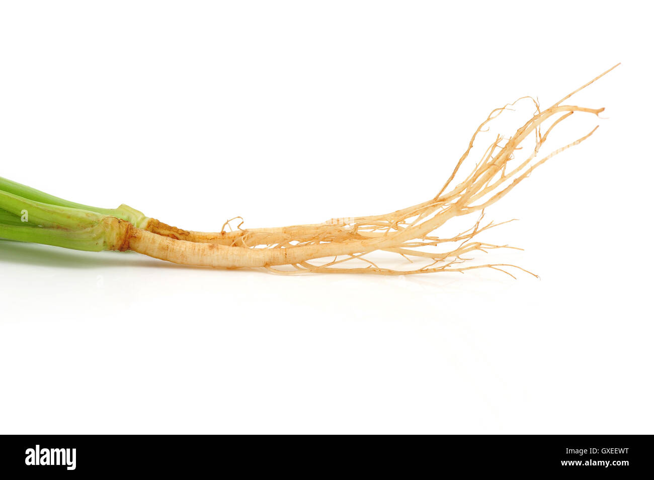 Root tip and root hair hi-res stock photography and images - Alamy