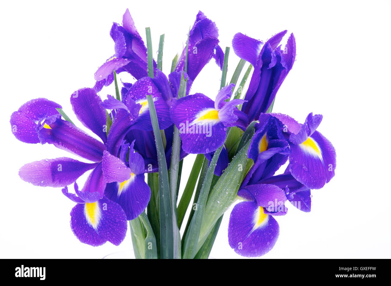 Bunch of iris hi-res stock photography and images - Alamy