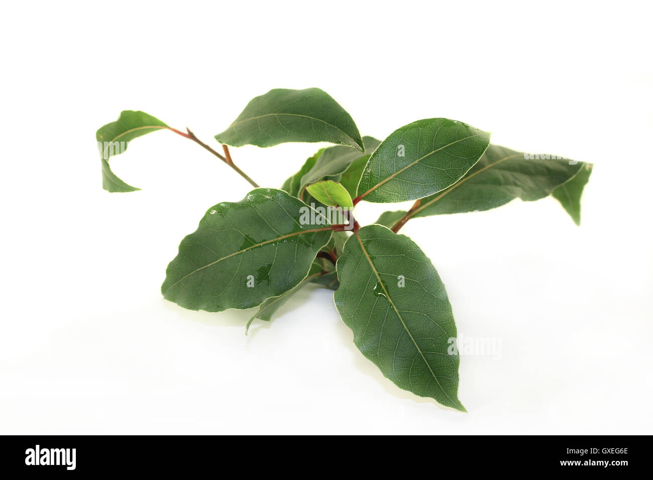 Traditional laurel Cut Out Stock Images & Pictures - Alamy