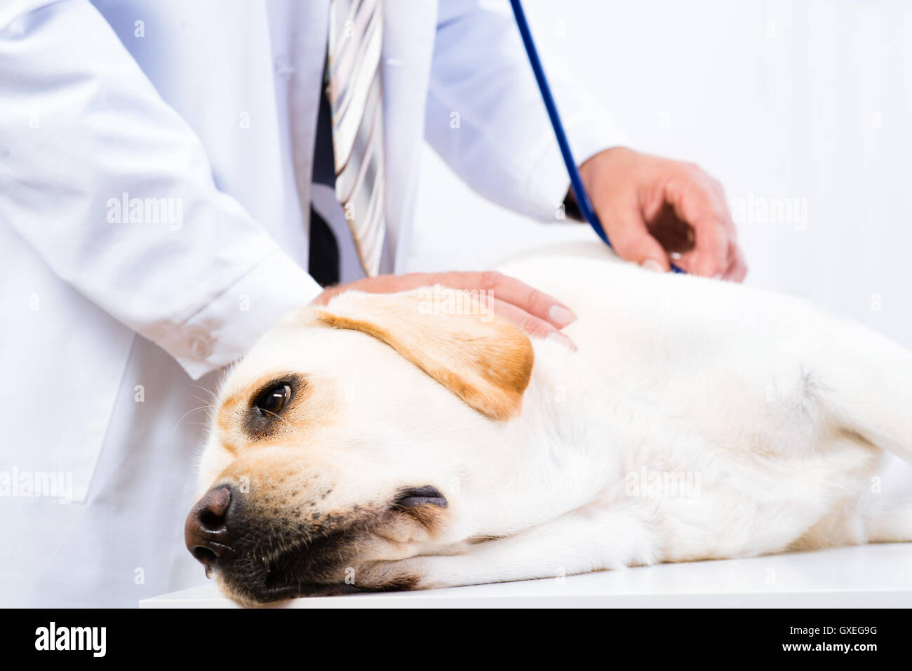 Light labrador at a reception at the vet Stock Photo - Alamy