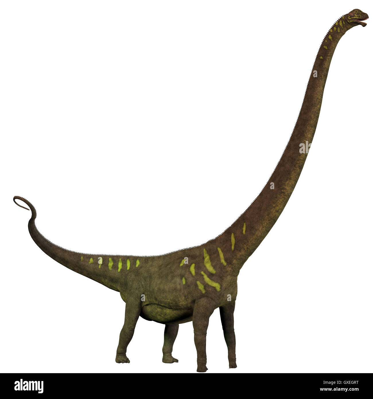 Mamenchisaurus High Resolution Stock Photography and Images - Alamy