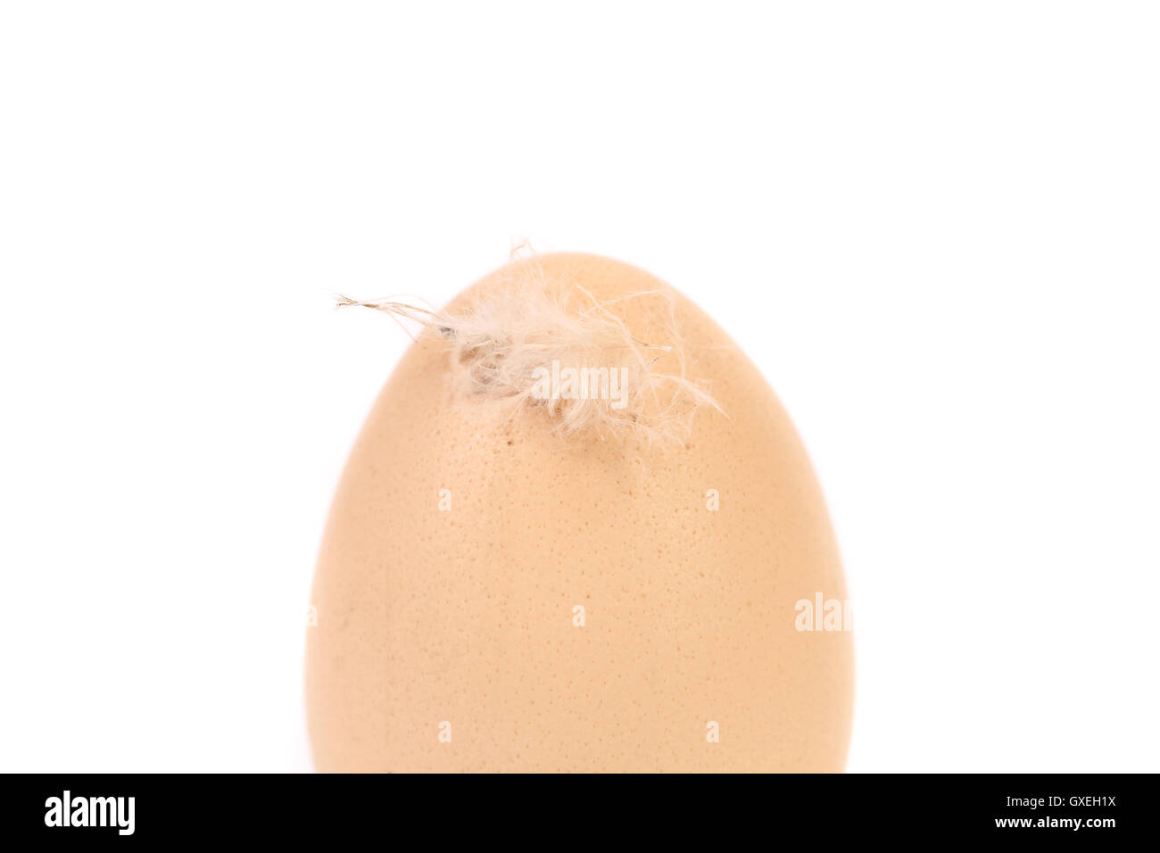 One brown egg with feather Stock Photo - Alamy