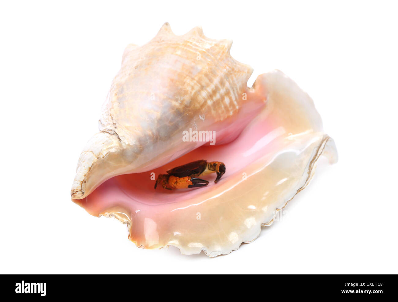 Sea shell. Close up Stock Photo - Alamy