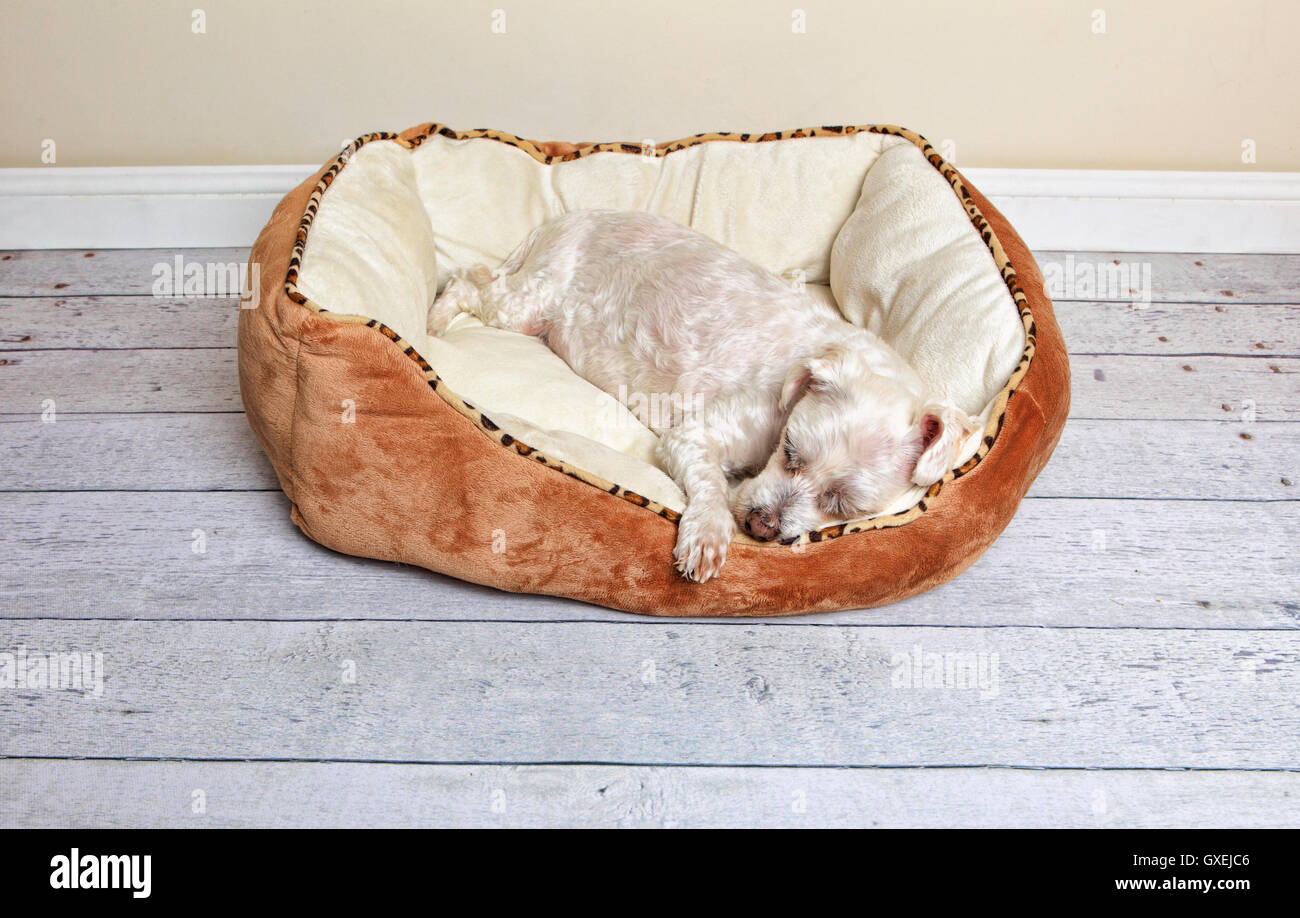 Dog sleeping in a dog bed Stock Photo - Alamy