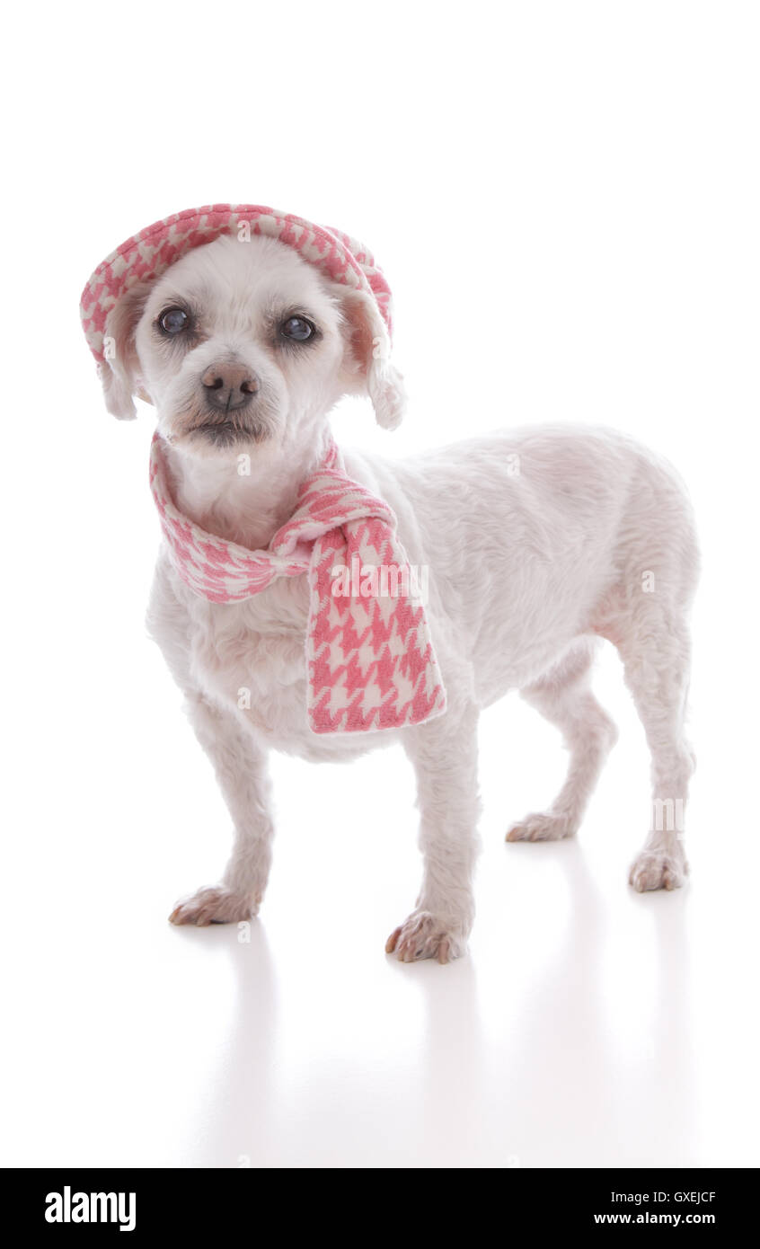 Pet dog wearing winter hat and scarf Stock Photo - Alamy