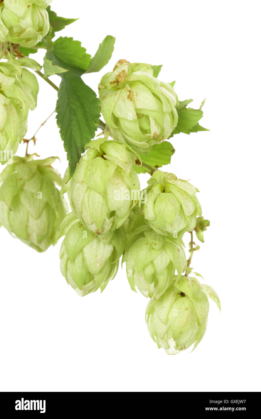 CLoseup of blossom hop flowers on branch Stock Photo - Alamy
