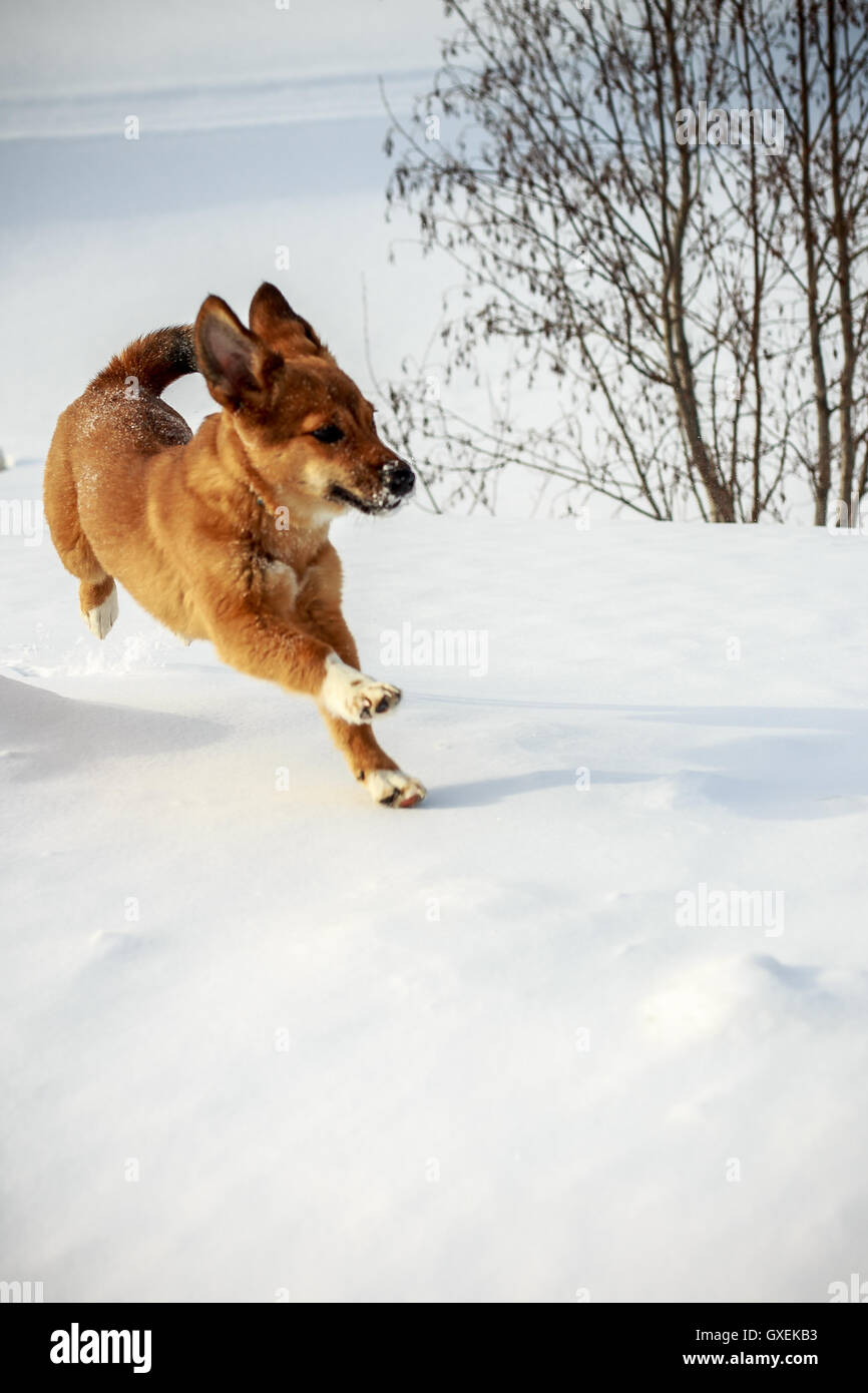 Little red dog hi-res stock photography and images - Alamy