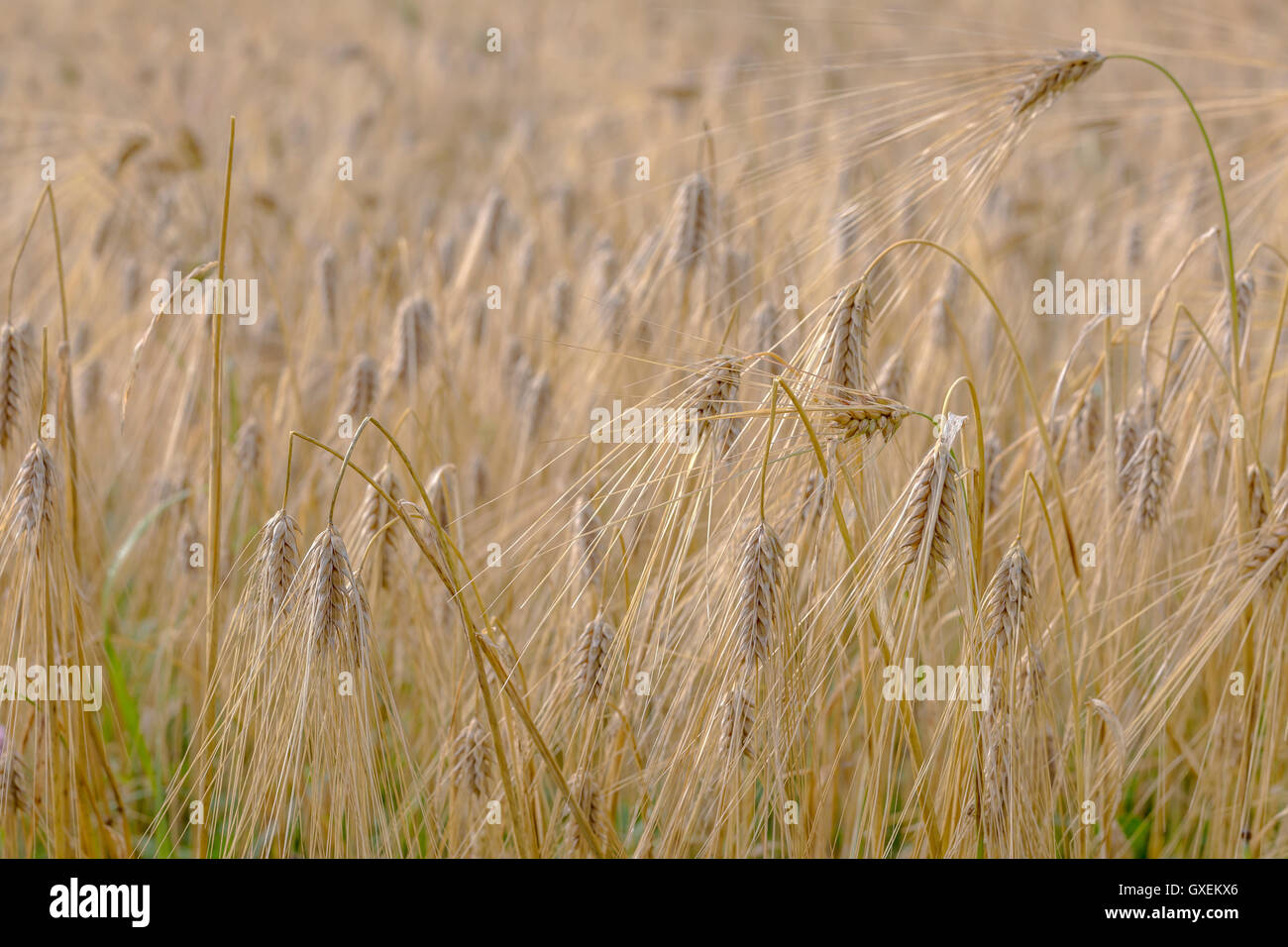 Barley field background Stock Photo - Alamy