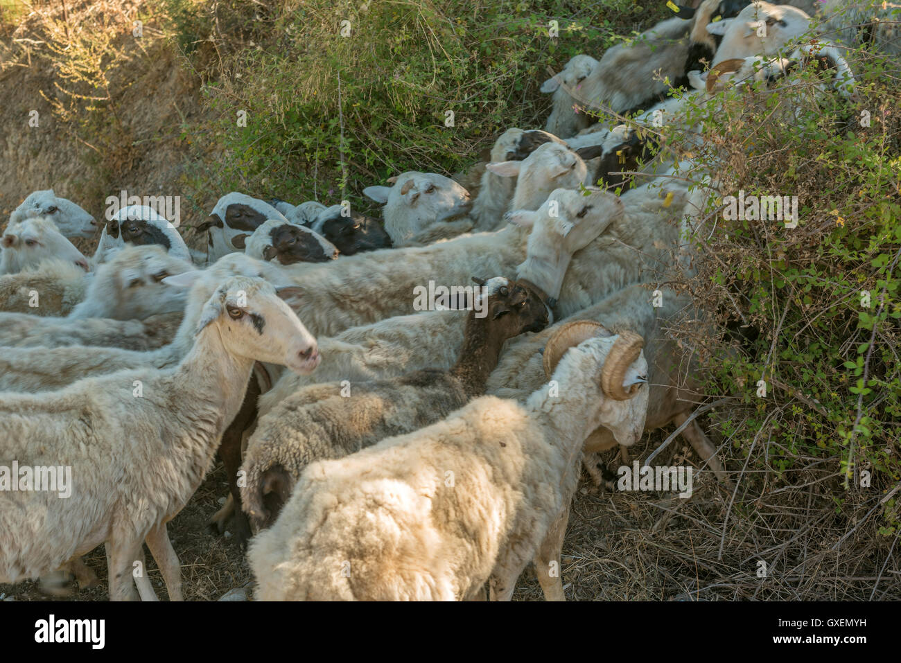 Sheep in Crete, Greece. Photography representing typical touristic ...