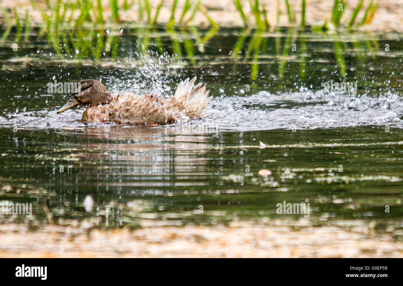 Mallard also known as the dabbling duck start to nest build, clean ...