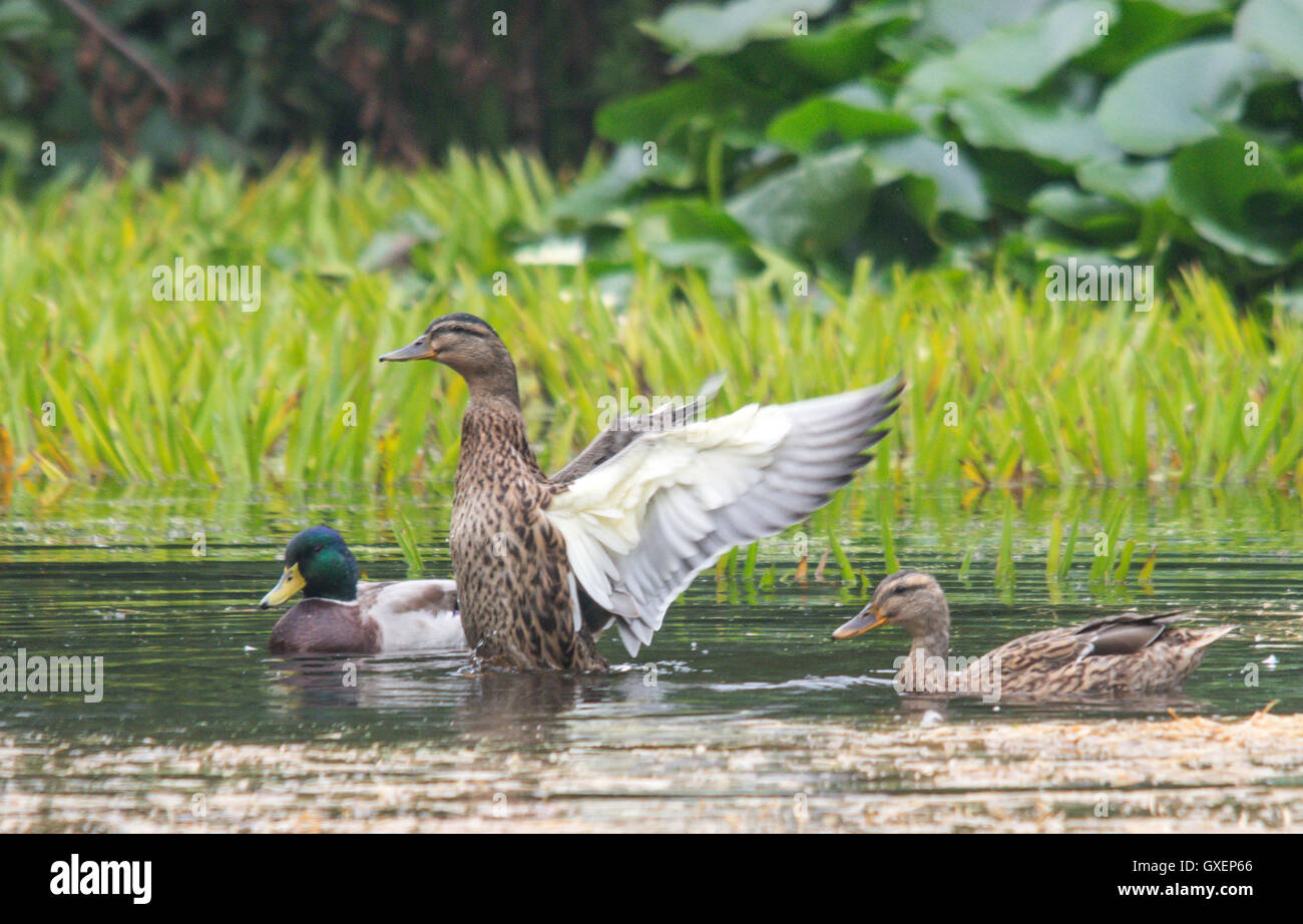 Mallard also known as the dabbling duck start to nest build, clean ...