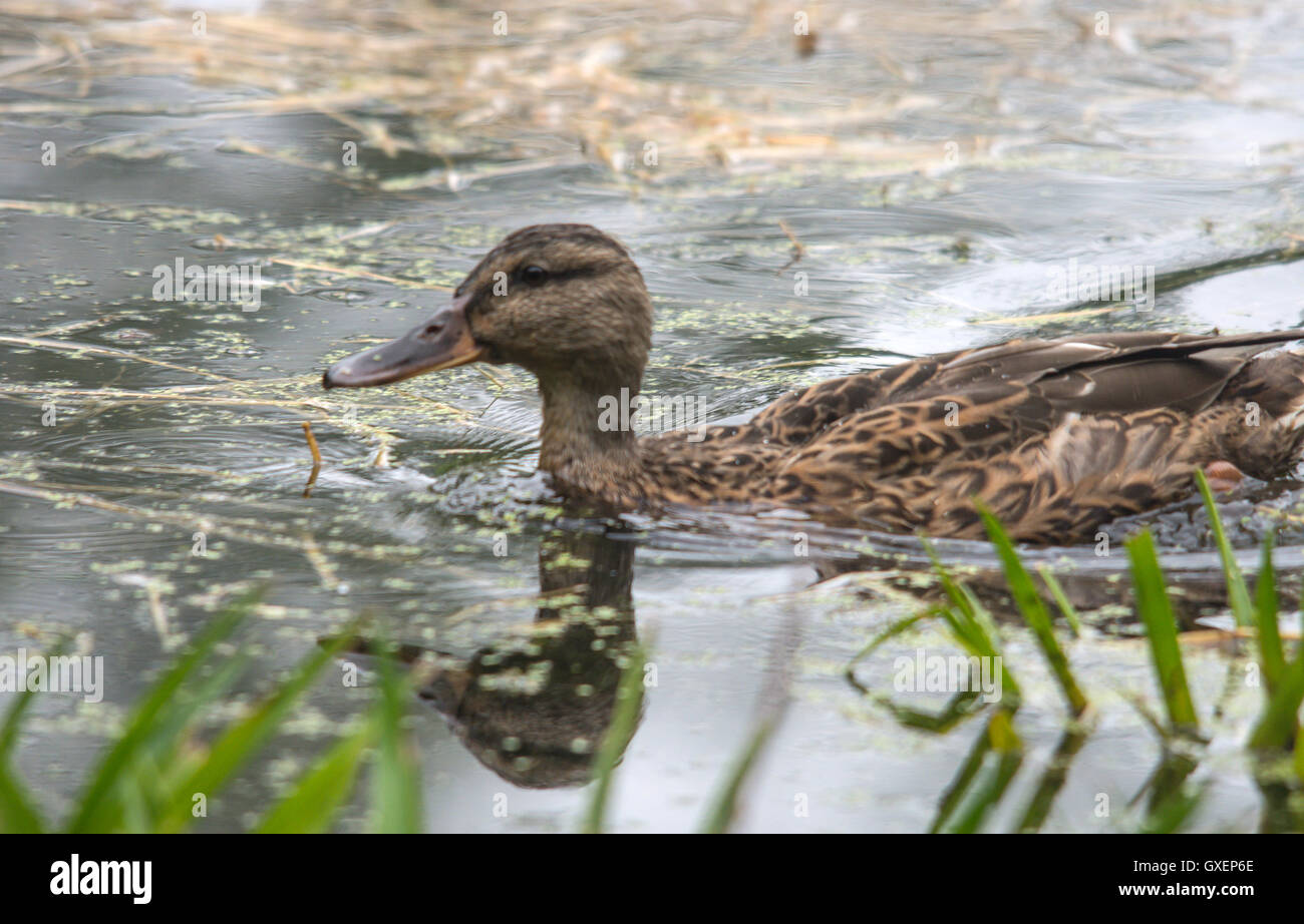 Mallard also known as the dabbling duck start to nest build, clean ...