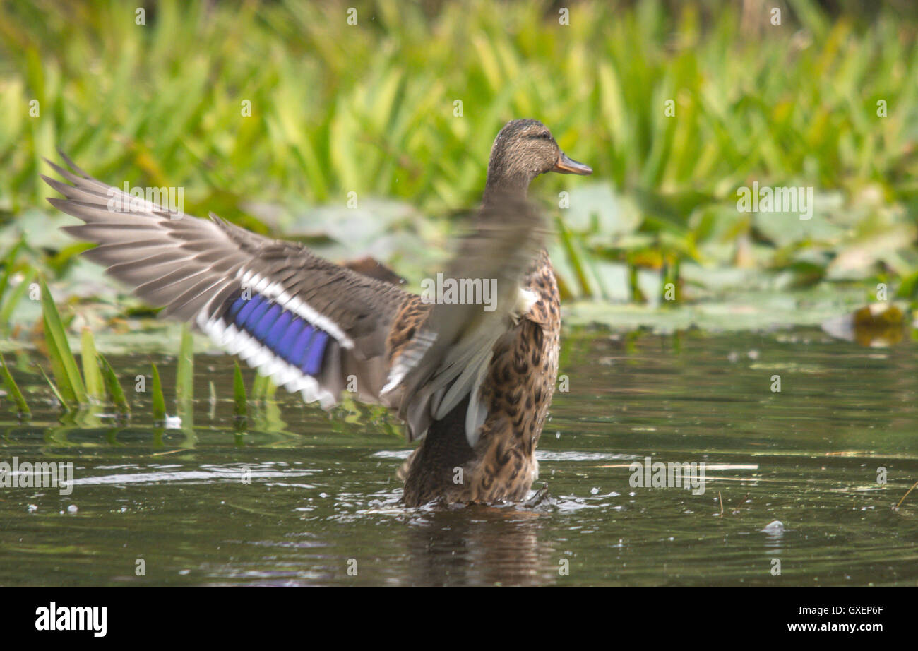 Mallard also known as the dabbling duck start to nest build, clean ...