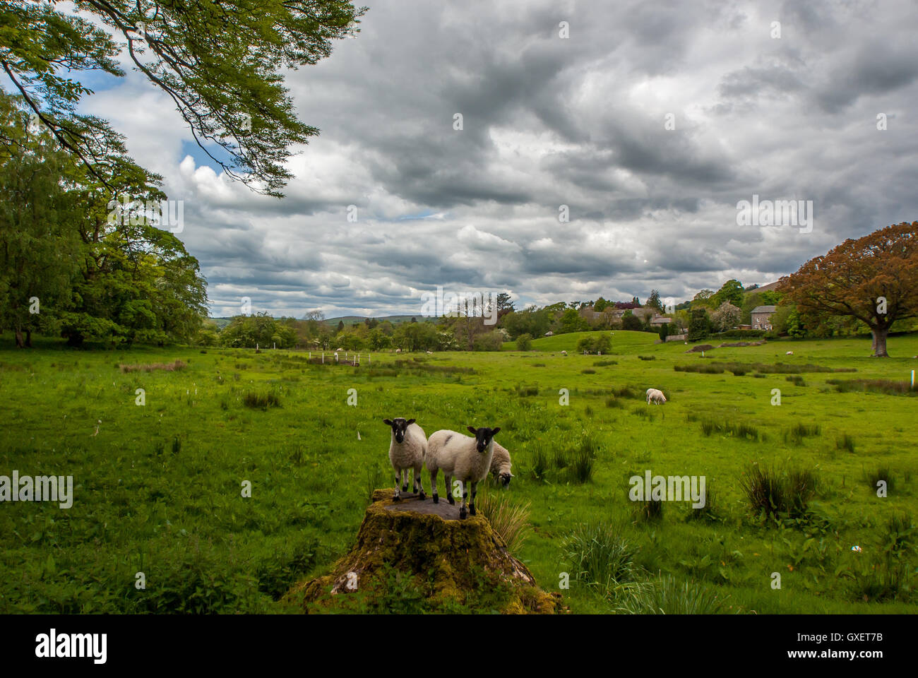 Lamb and tree hi-res stock photography and images - Alamy