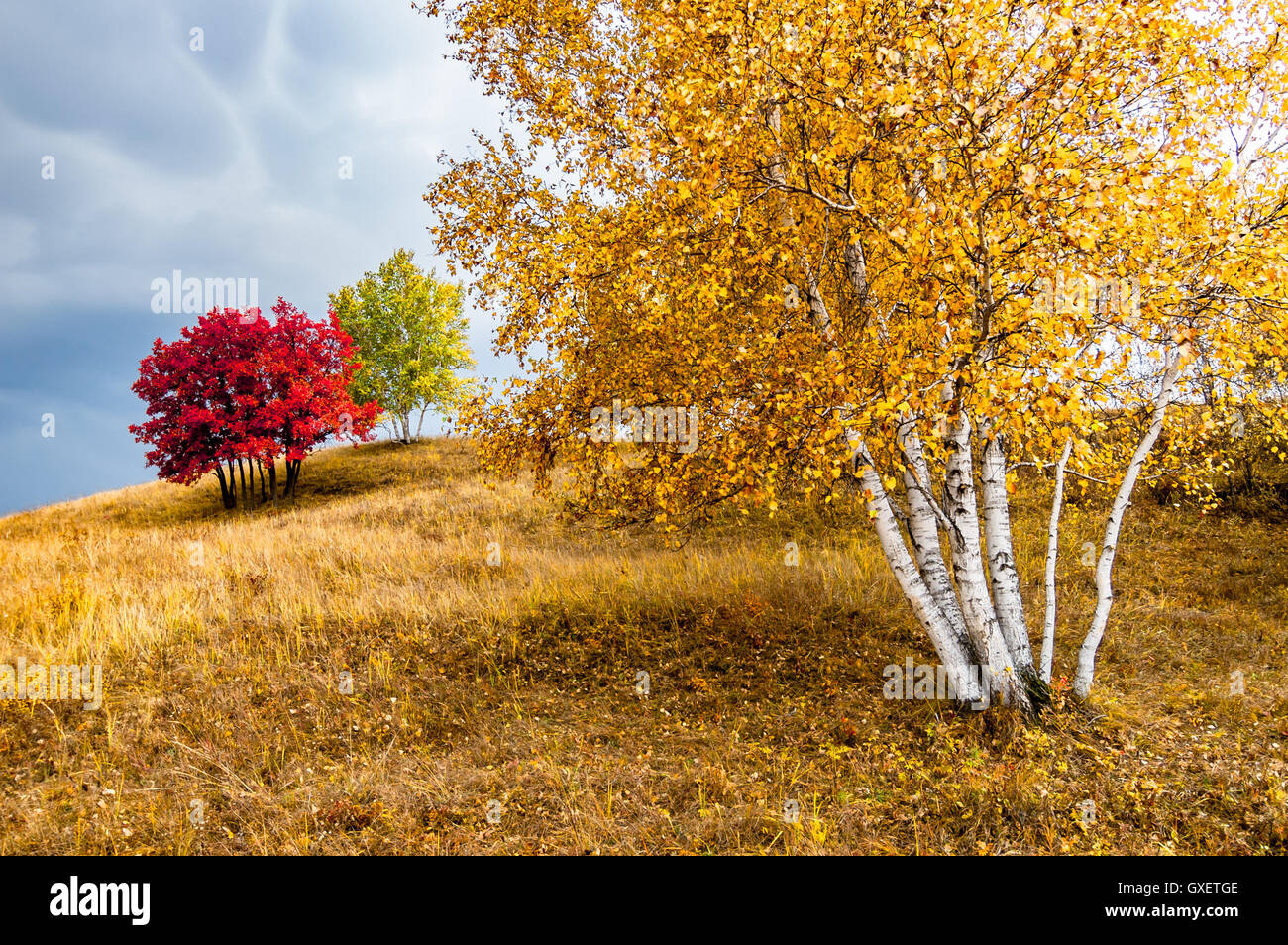 Bashang plateau hi-res stock photography and images - Alamy