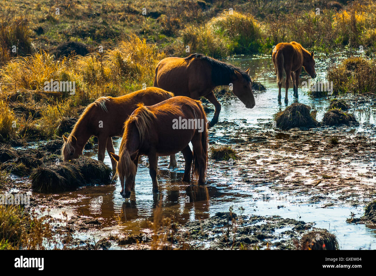 Bashang Plateau High Resolution Stock Photography and Images - Alamy