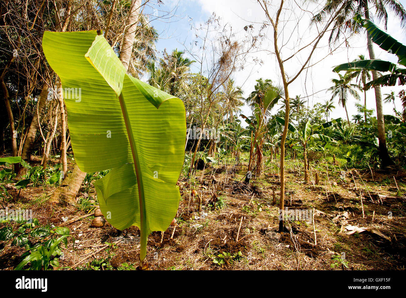 Plantation palm trees. Lifuka island. Haapai islands, Tonga. Polynesia ...