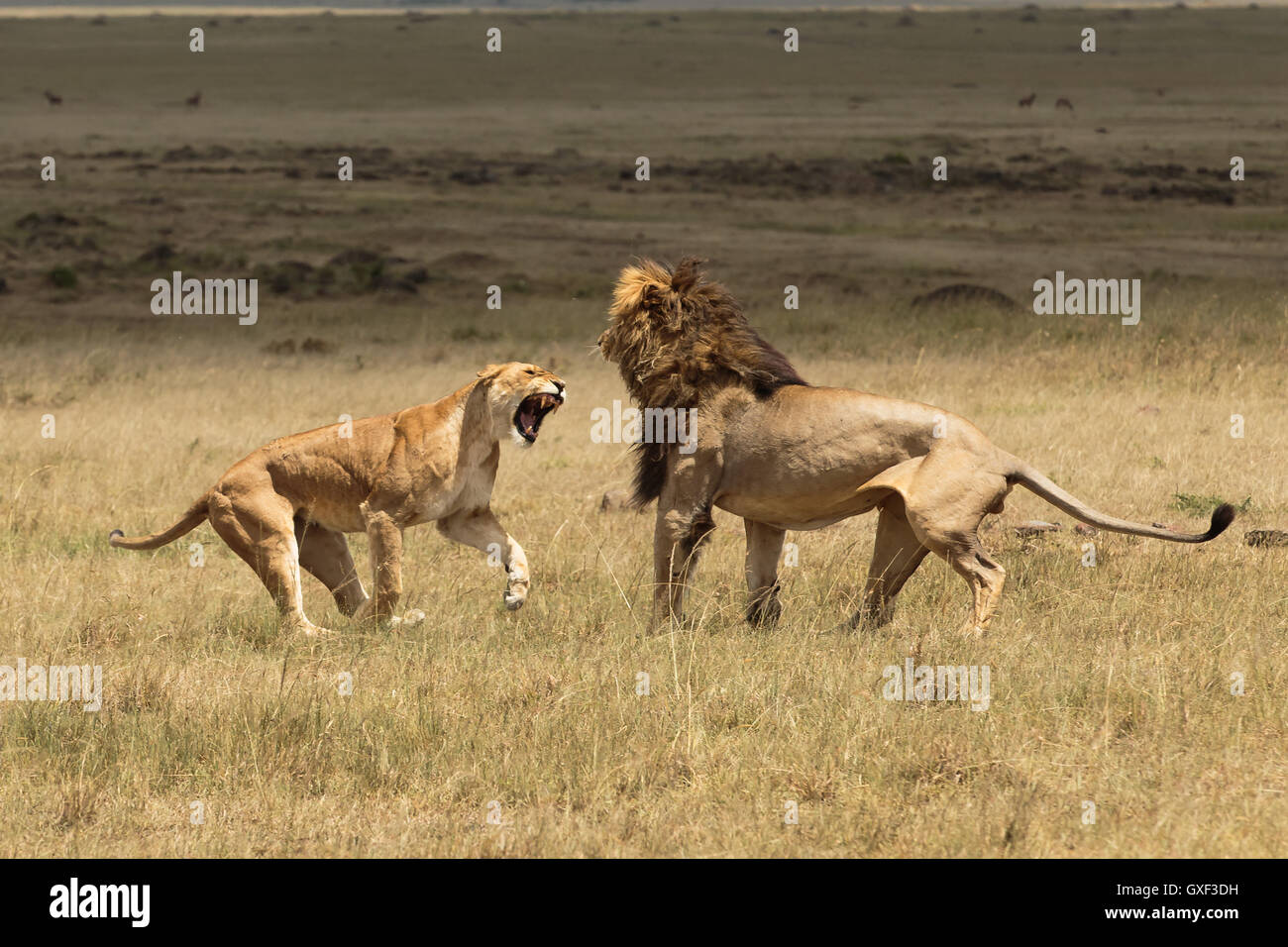 Lions mating hi-res stock photography and images - Alamy