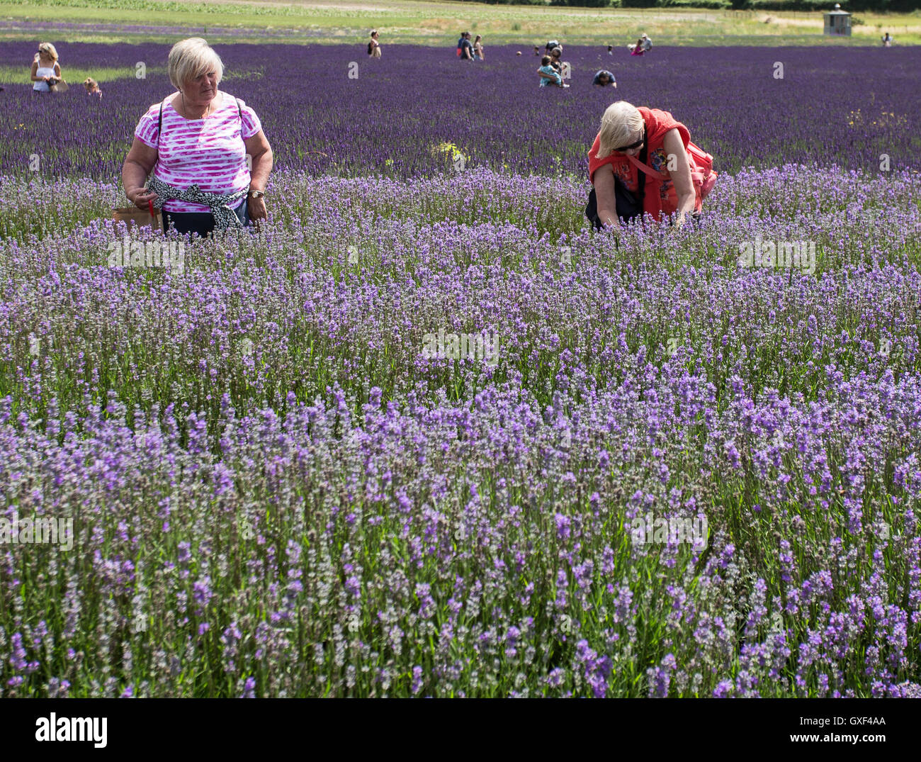 People take advantage of the warm weather by visiting a lavender farm ...