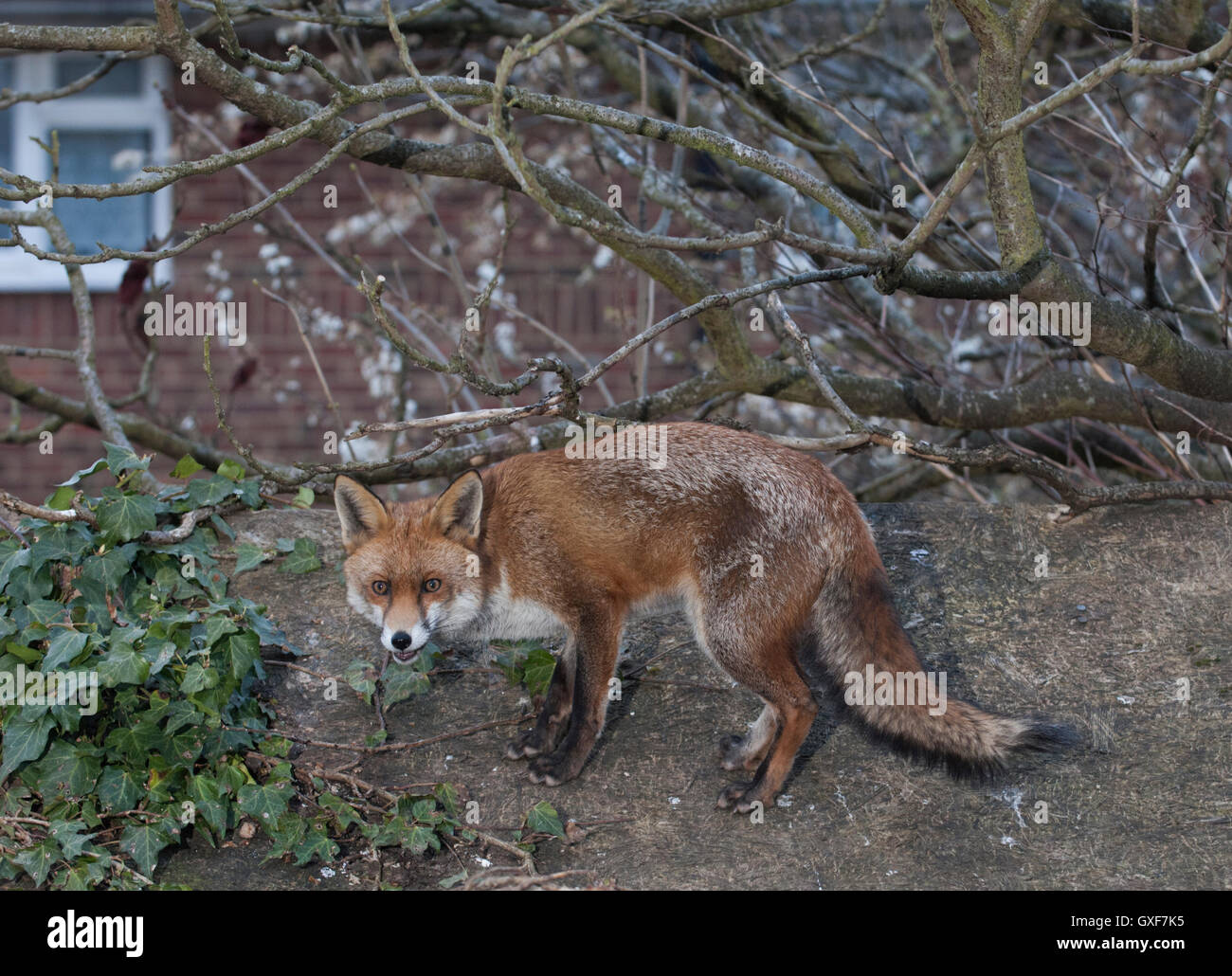Red Fox, (Vulpes vulpes), standing in a London garden on a shed roof ...