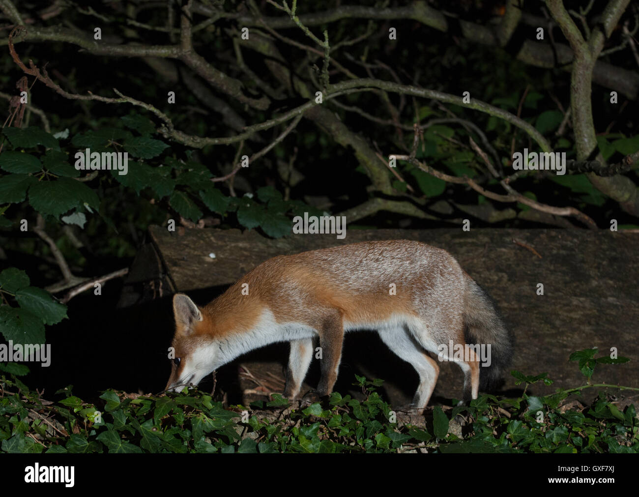 Red fox at night hi-res stock photography and images - Alamy