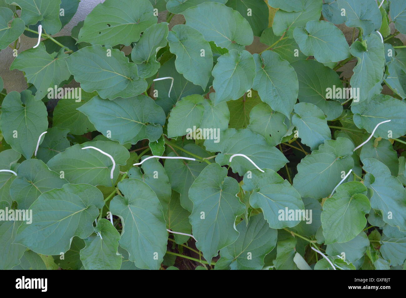 Piper Auritum Hi Res Stock Photography And Images Alamy