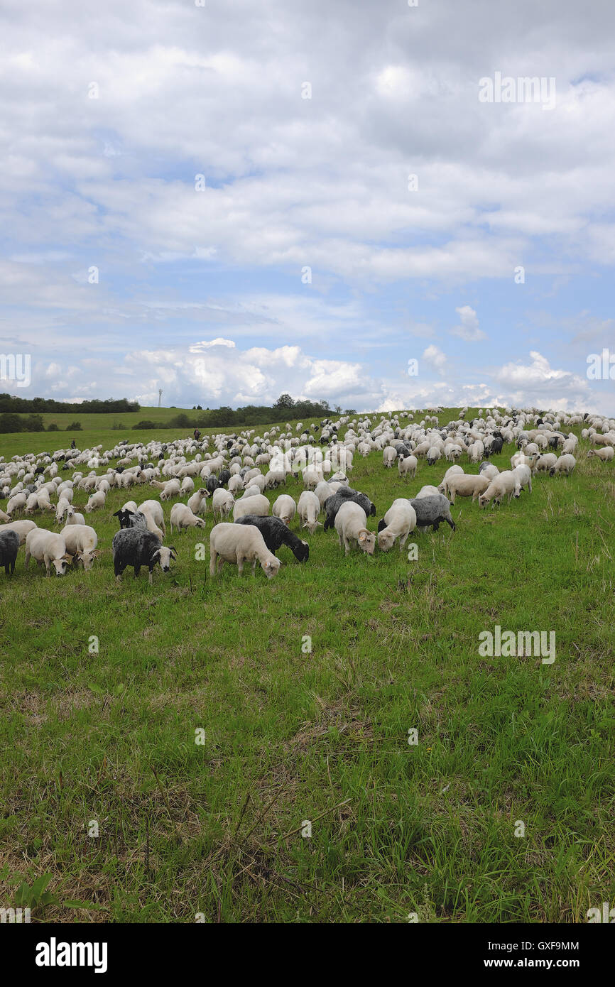 Sheep in protected area hi-res stock photography and images - Alamy