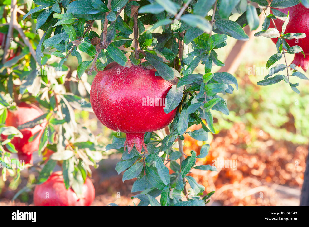 Large pomegranate on the tree at sunset (sunset lighting Stock Photo ...