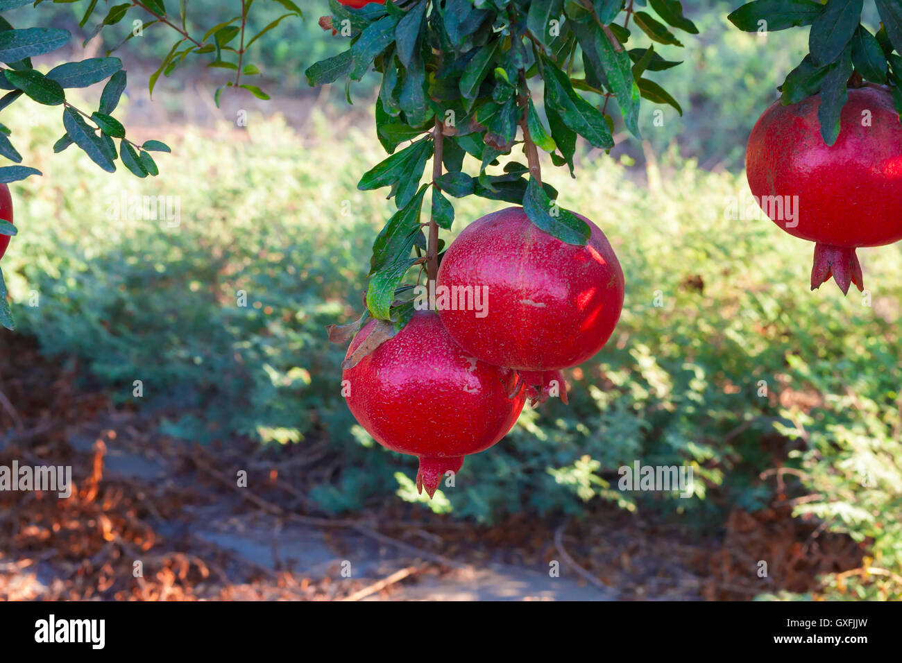 Pomegranate hanging from tree hi-res stock photography and images - Alamy