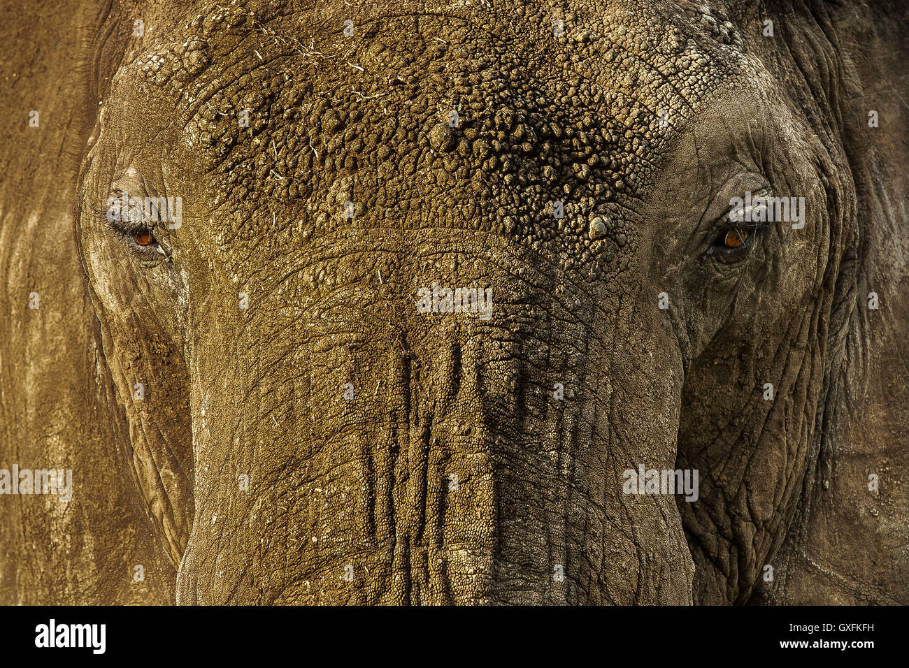 Elephant memory hi-res stock photography and images - Alamy