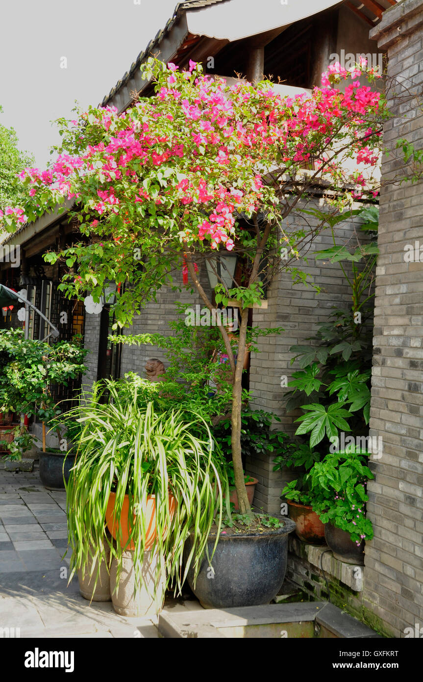 Blooming colourfully here in the city of Cheng Du, Southern China Stock ...
