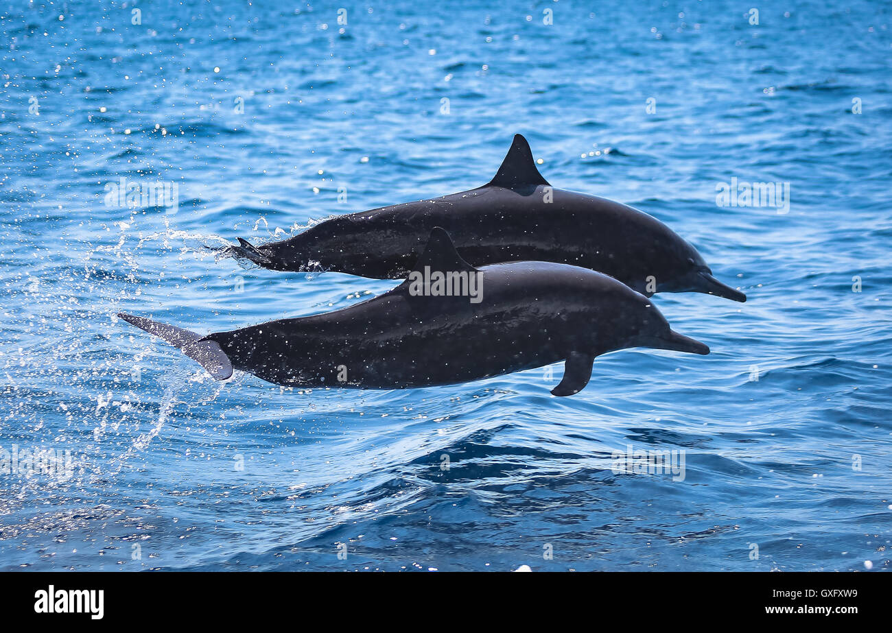 Bottle Nose Dolphin Off the Coast of Costa Rica Stock Photo - Alamy
