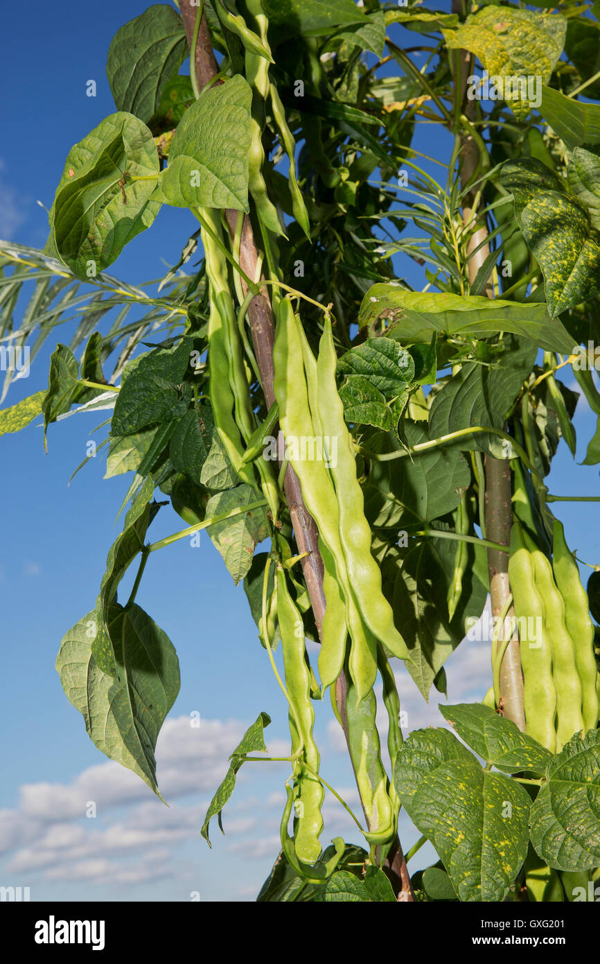 Princess beans hi-res stock photography and images - Alamy