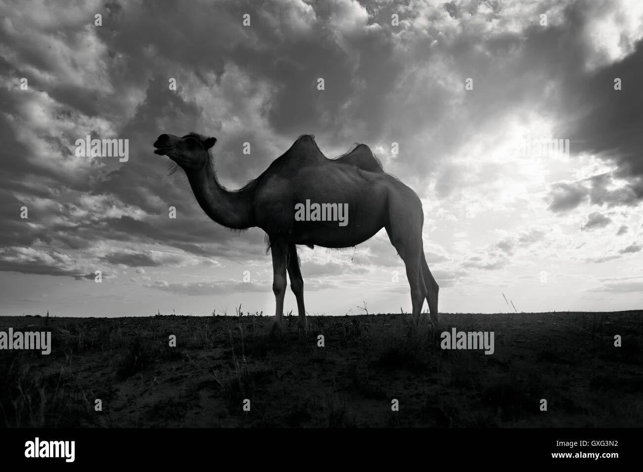 Profile of camel standing in field Stock Photo - Alamy